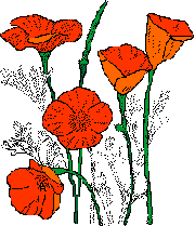 Képvarázs - Png. képek tárháza: Pipacsok gyönyörűek és szerények.....