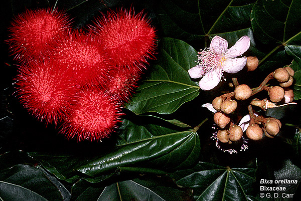 PLANT FAMILIES OF PUERTO RICO AND FLORIDA PAPO VIVES: BIXACEAE NÚM 85 ...