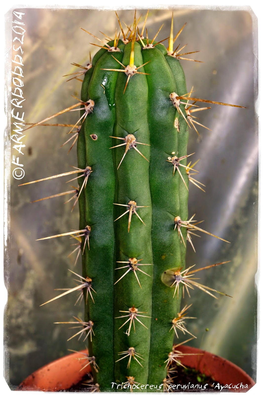 KYKEON PLANTS: TRICHOCEREUS 'SAN PEDRO'