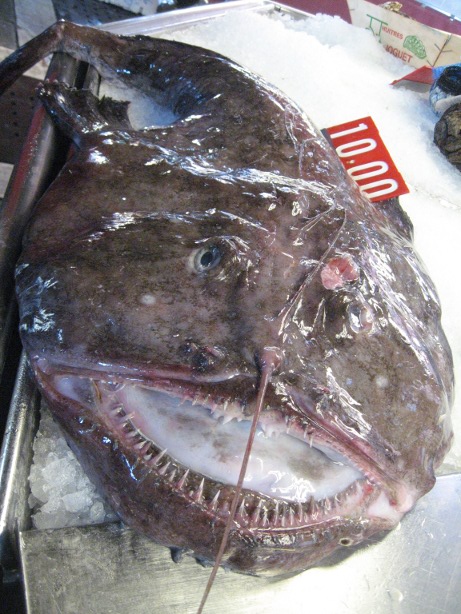 La cucina di Sergio: MEZZI PACCHERI DI GRAGNANO AL SUGO DI RANA PESCATRICE