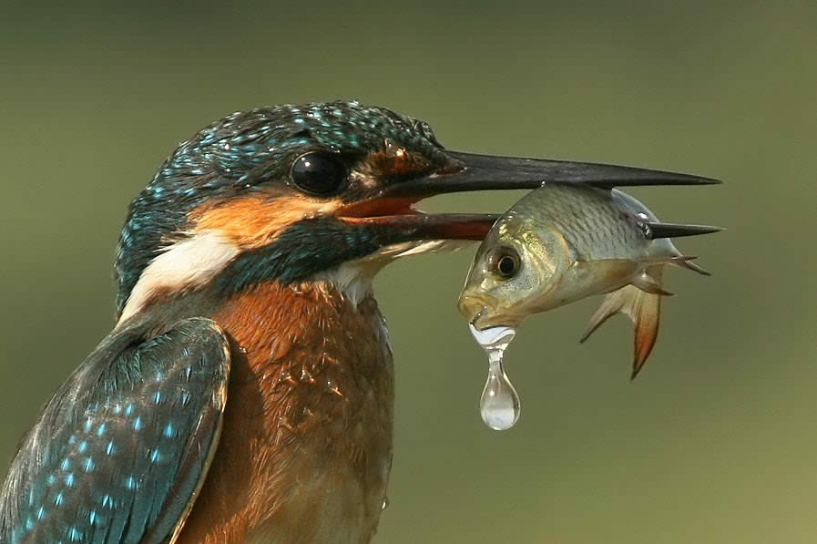 best photos 2 share: 8 Pictures of Crystal Clear Bird Shots