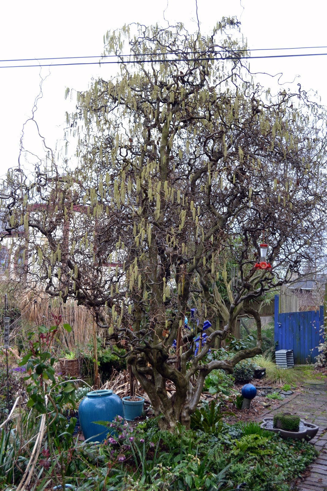 The Outlaw Gardener: Contorted