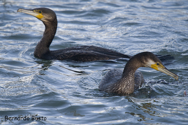 RÍA DE LA VILLA: Los Cormoranes del puerto