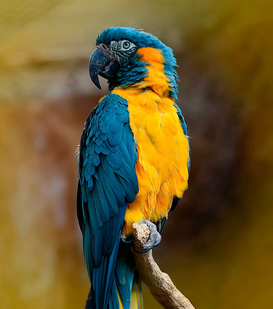 Santuário da Arara Azul Santuário da Arara Azul
