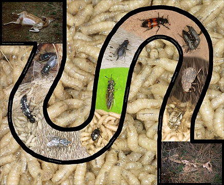 Palaeos, la historia de la Vida en la Tierra: julio 2013