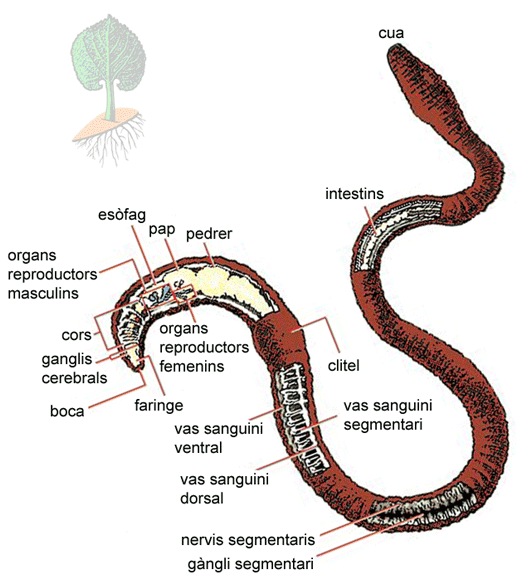 Sense remoure... cuidar el planeta, cuidar a la gent, compartir just ...