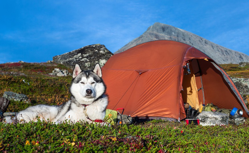 Paws Explores Adventures Hiking & Camping - August 23 to 25 ...