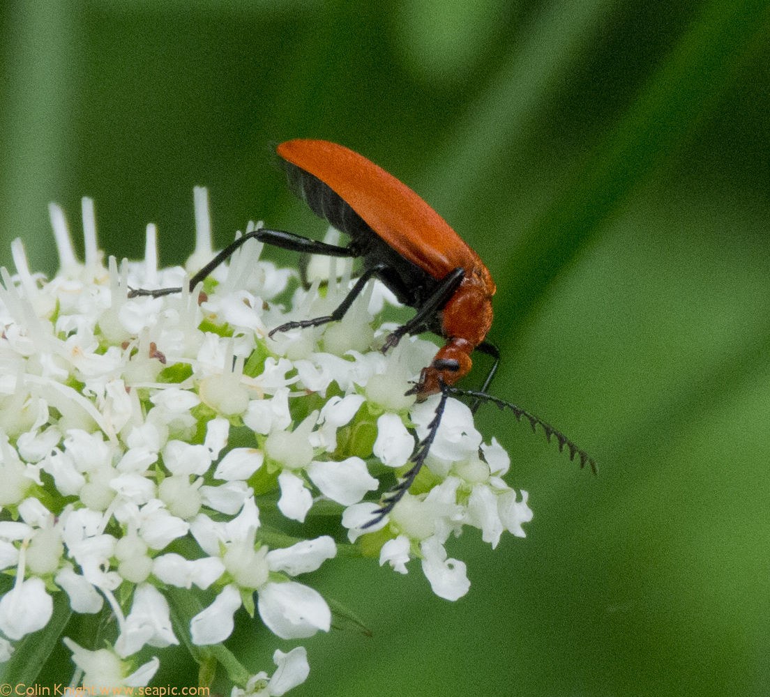 Postcards from Sussex: Longhorn Moths at Warnham