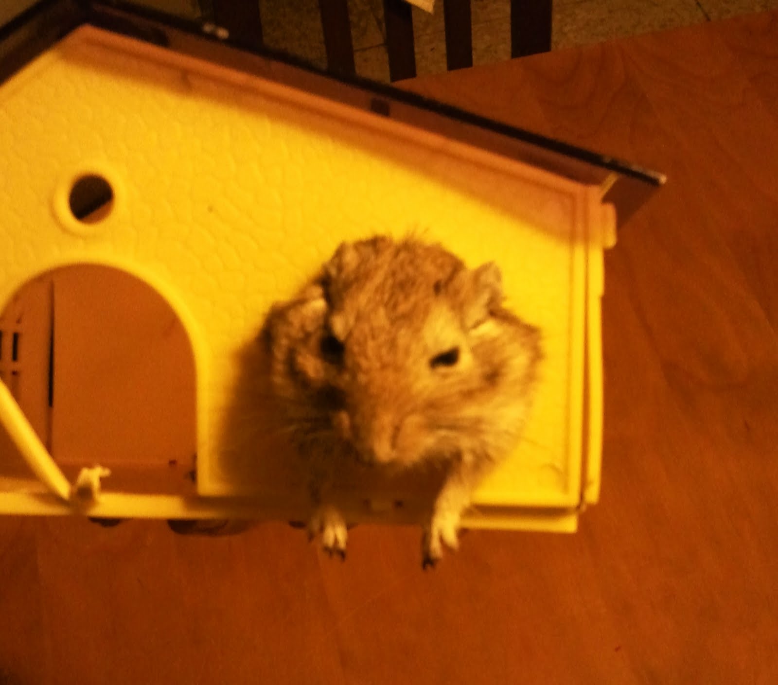 Sociedad española del Jerbo