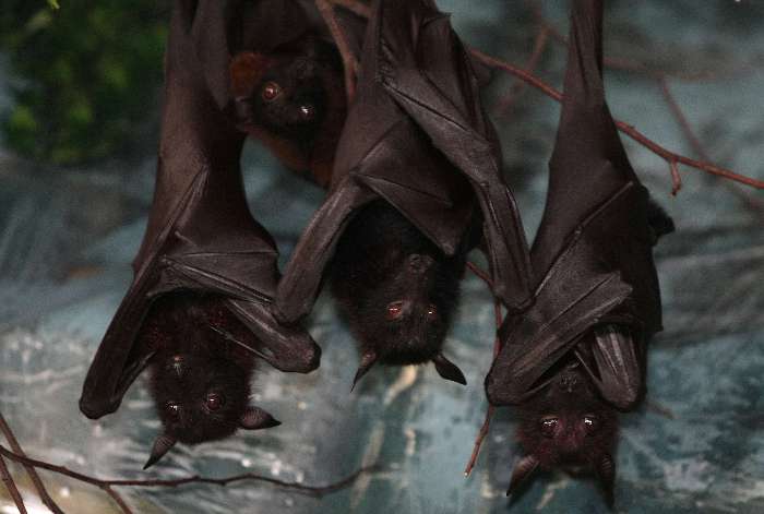 ۞۞The Witching World۞۞: Série Imagens - Morcegos - Saiba Mais Sobre Eles...