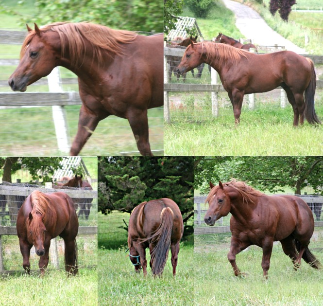 The Perfect Horse: World-class halter horses