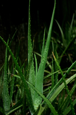 Biodiversity of Sri Lanka: කෝමාරිකා[Komarika] (Aloe vera)