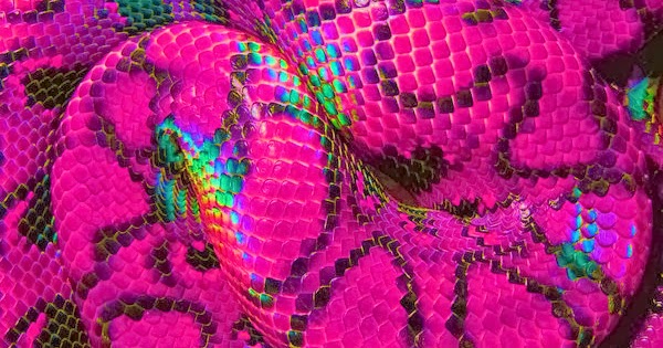 Itsy Bitsy Clumsy : PINK SNAKE