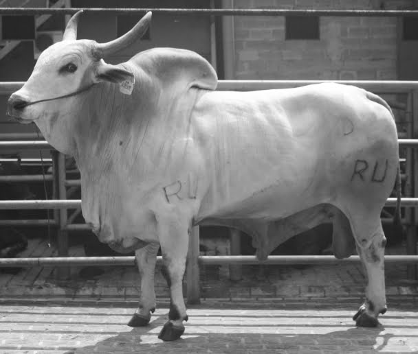 Sejarah Asal Usul Sapi SO (Sumba Ongole) dan Keunggulannya | Gemar ...