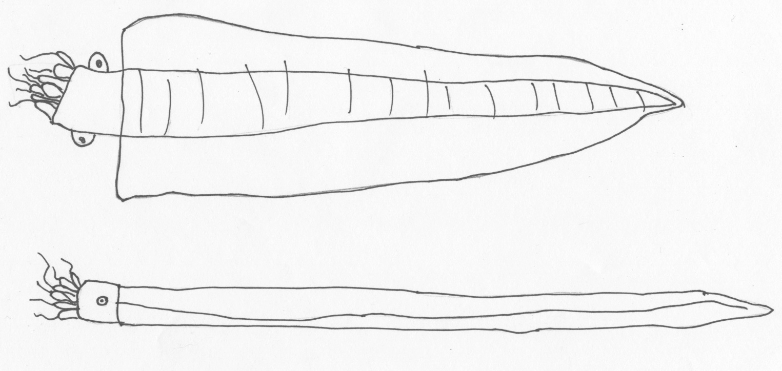 Life Before the Dinosaurs: Gonioceras.