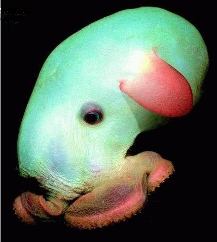 ANIMALES DE LA FOSA MARINA: Fosa de las Marianas