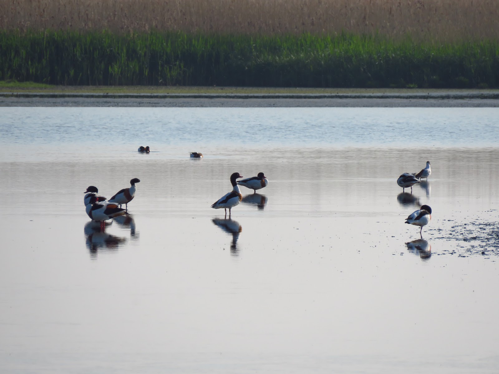 Wild at Hull: May at Alkborough Flats
