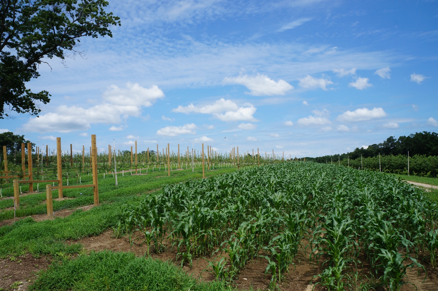 Evan and Lauren's Cool Blog: 7/18/13: Parlee Farms Cherry and Blueberry ...