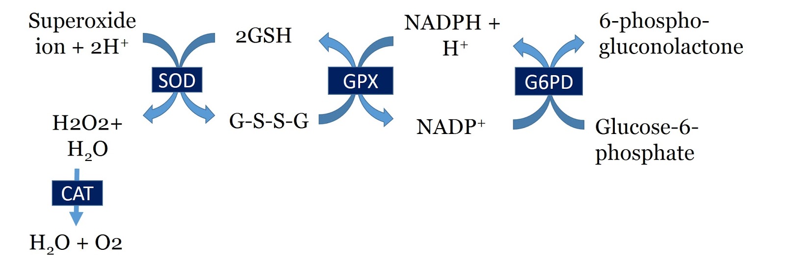 MCQ on Metabolism of Red Blood Cells: Biochemistry, Microbiology
