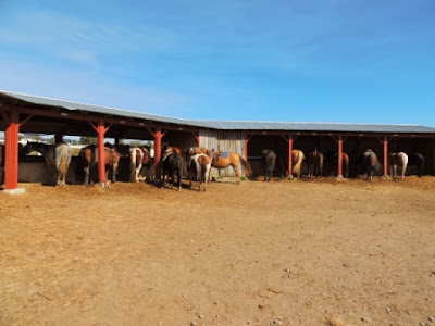 Teena in Toronto: Horseback riding at Broadleaf Ranch, NB