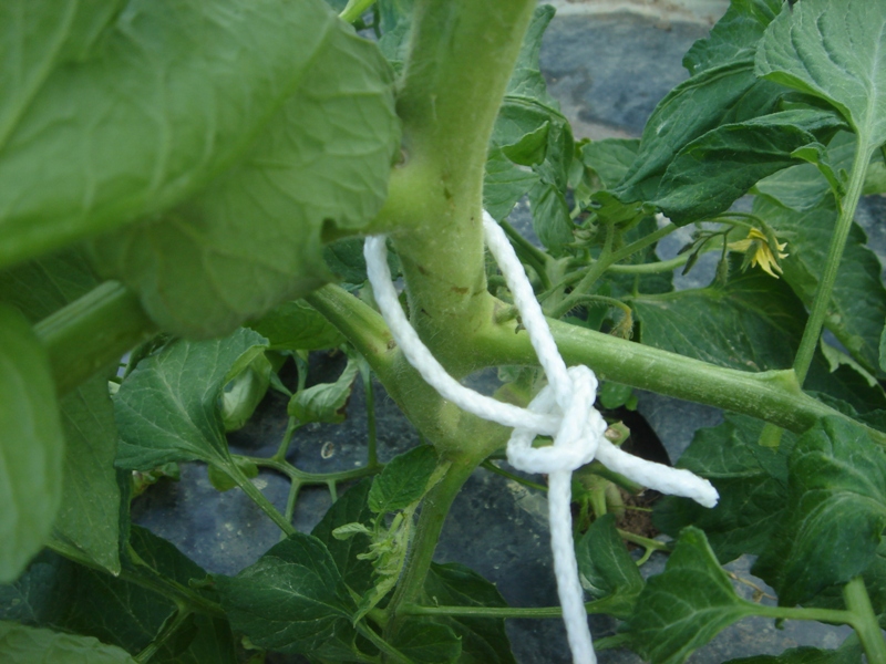 EL SEXAGENARIO: ENTUTORAR TOMATES
