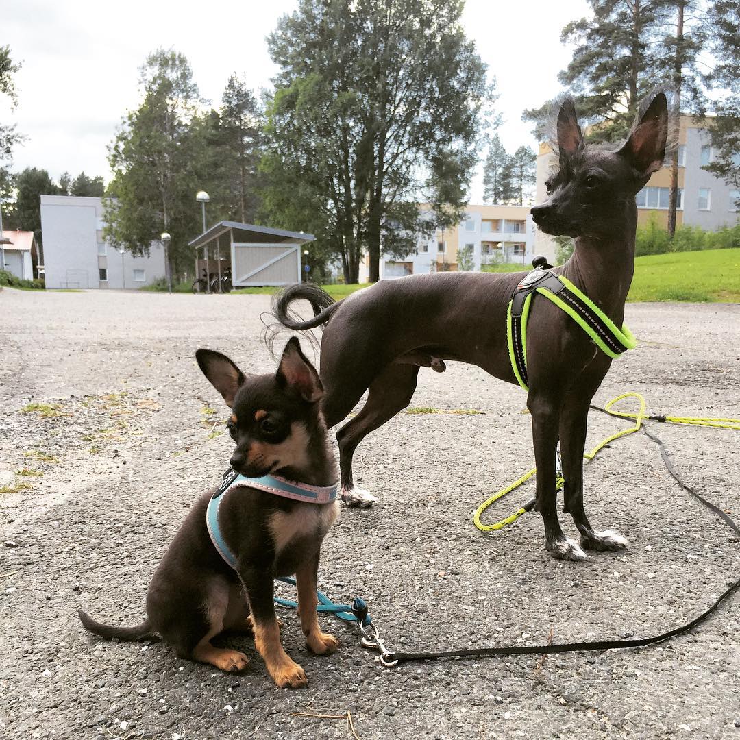 Cute but awkward dogs: Review: Tre Ponti Harness