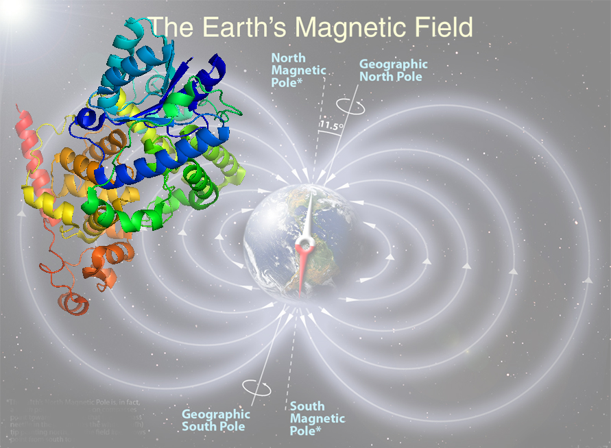 Biophysics - Forces in the Bio Universe: Human cryptochrome exhibits ...