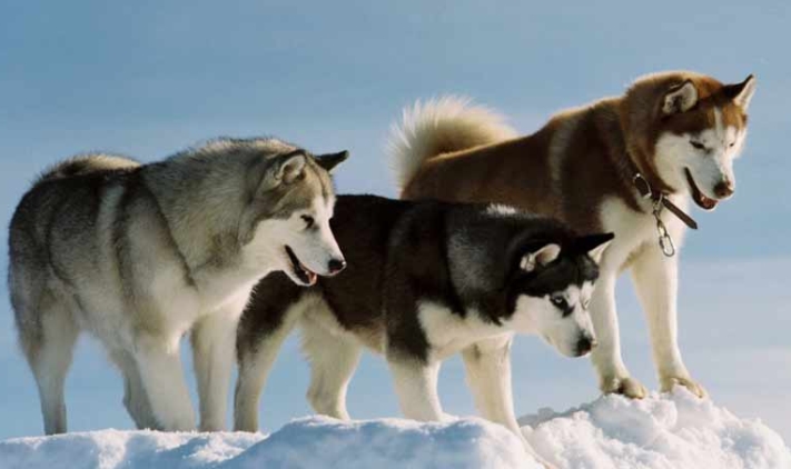 White Wolf : Arctic Huskies DNA related to ancient Siberian wolf