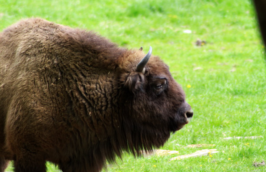 ANIMALE: August 2013