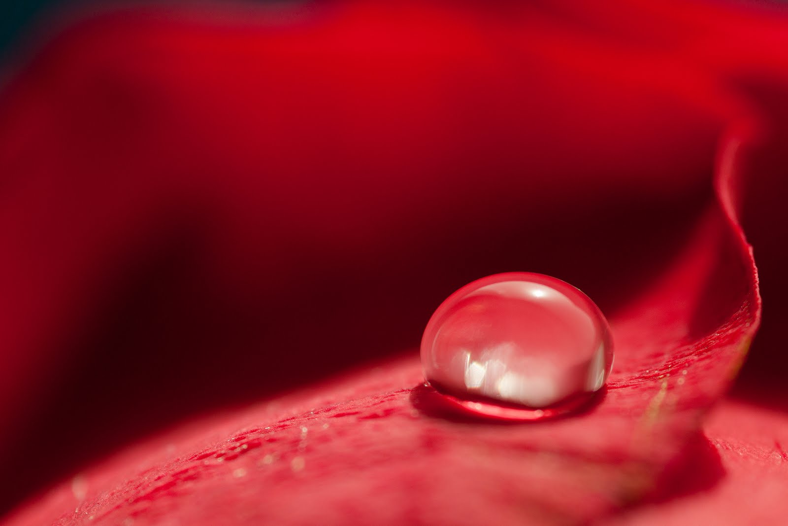 photo of the day: Dew drop on rose