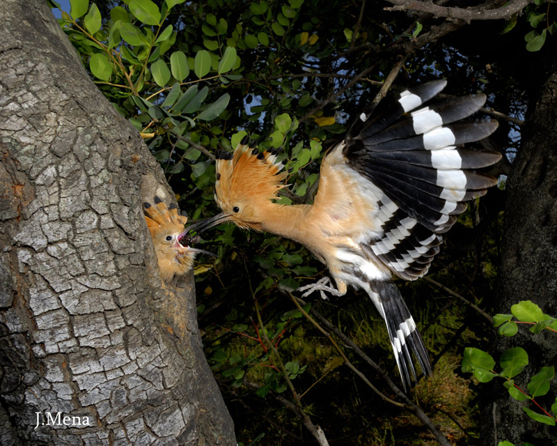 LA MITJANA A POC A POC: febrero 2012