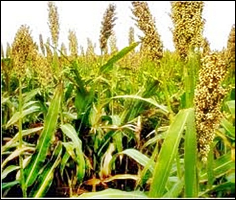 Jenis-Jenis Varietas Sorgum (Sorghum spp) | SeputarPertanian.Com