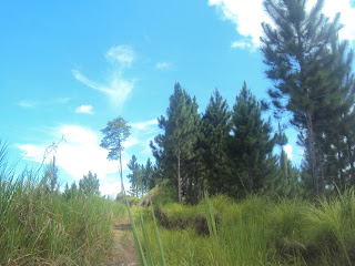 EXPLORE MALAYBALAY CITY: The View from the Famous Two Trees