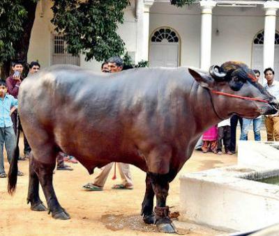 7 Crore rupees bull