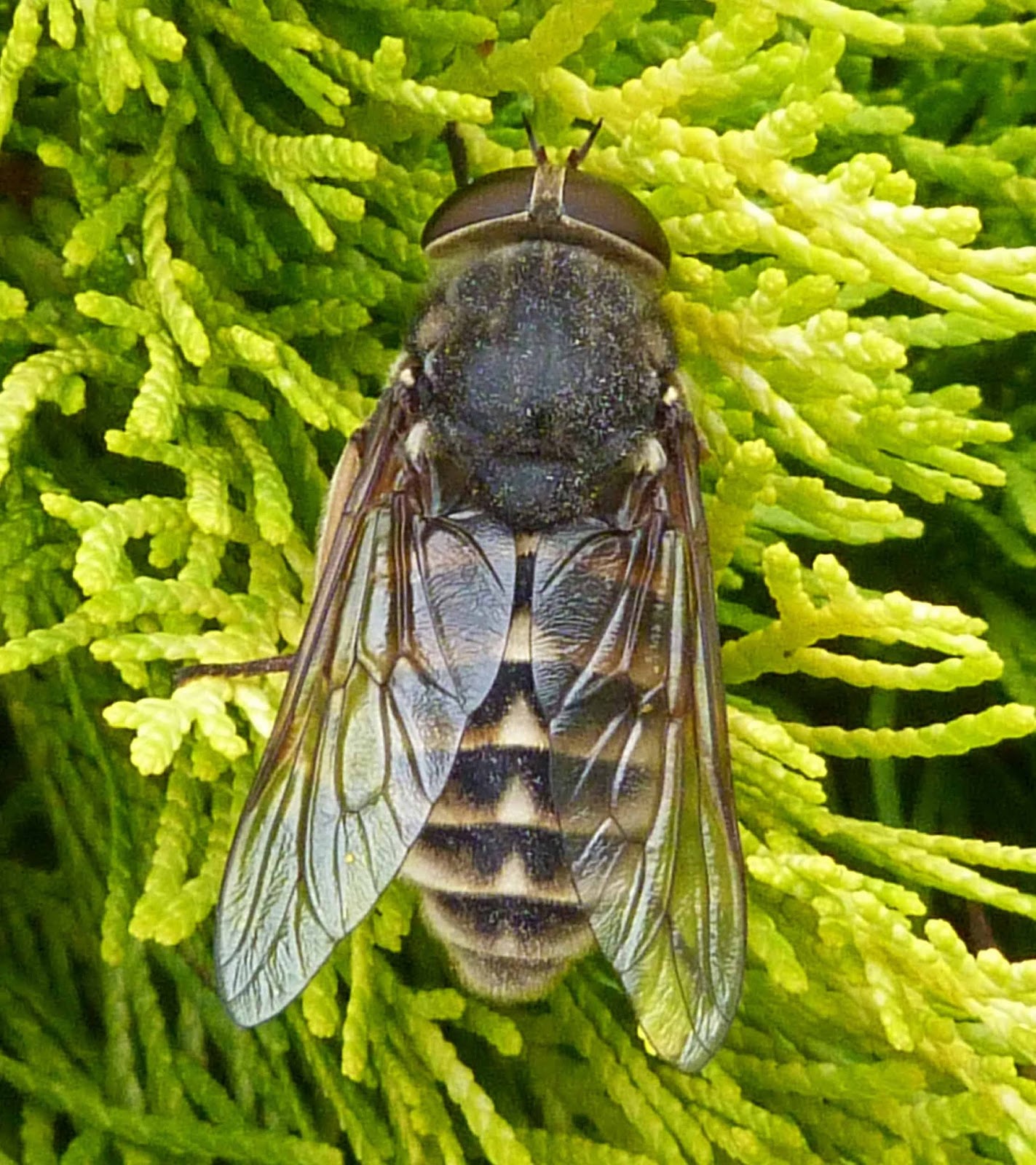 Insects of Scotland: Mosquitoes/Midges/Horseflies