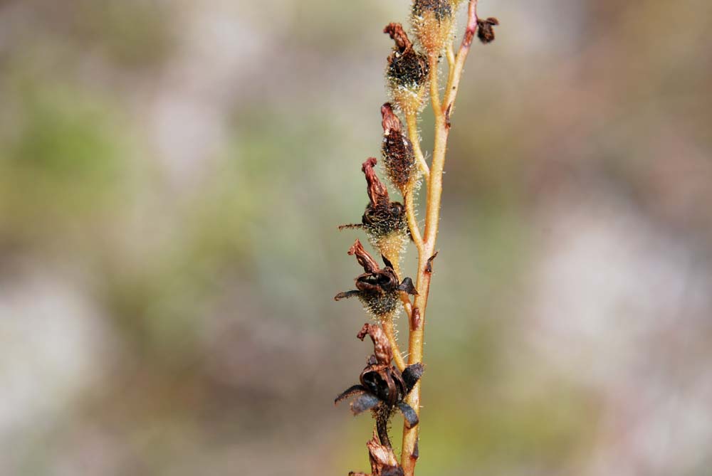 Space Coast Wildflowers: Panhandle Wildflowers, May 12-14, 2012