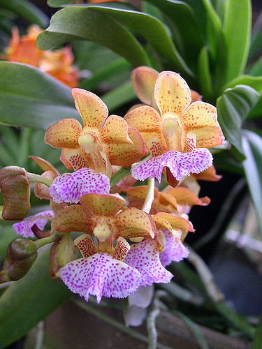 Grow and care Aerides flabellata orchid - The Fan-Shaped Aerides ...