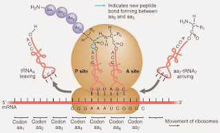 La Célula: Ribosoma