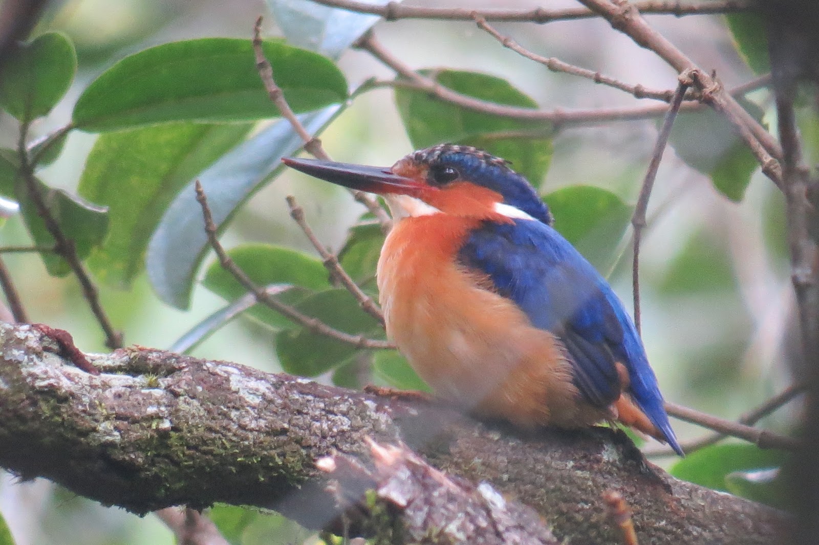 Ny Vorona eto Madagasikara: the Rainforest Birds of Madagascar