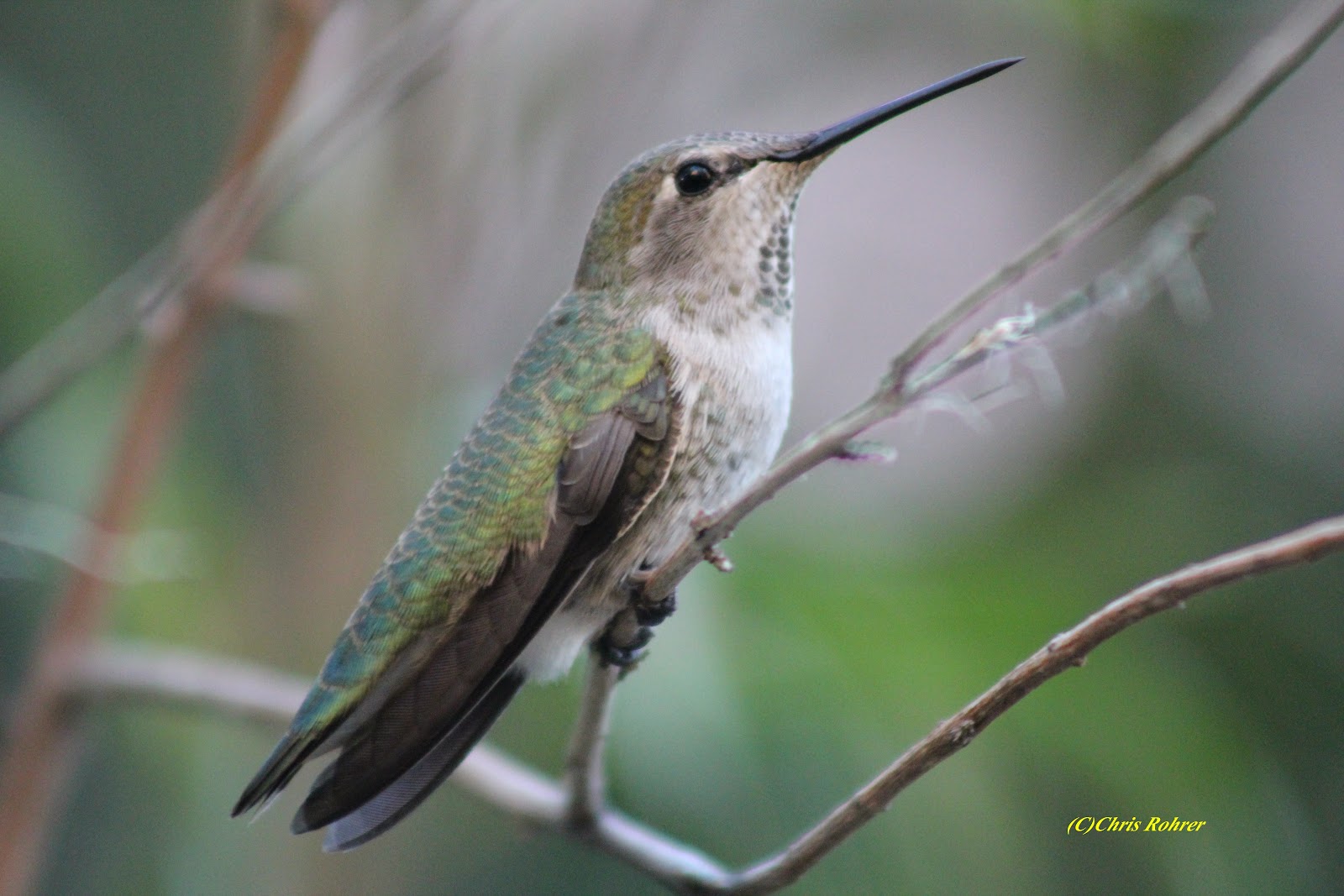 Las Aventuras: Anna's Hummingbird