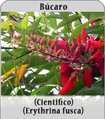 VIVERO HABITAT NATIVO: ARBOL BUCARO