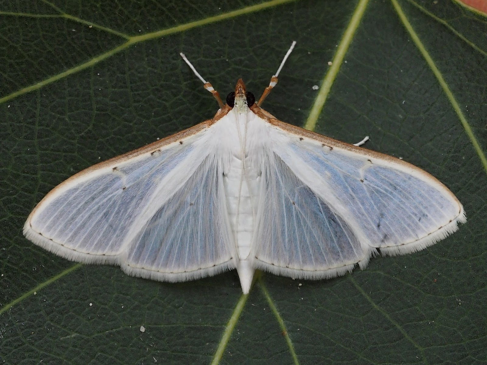 Bill's Birding: French moths