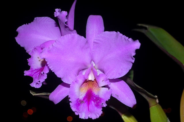 Cattleya labiata care and culture | Travaldo's blog