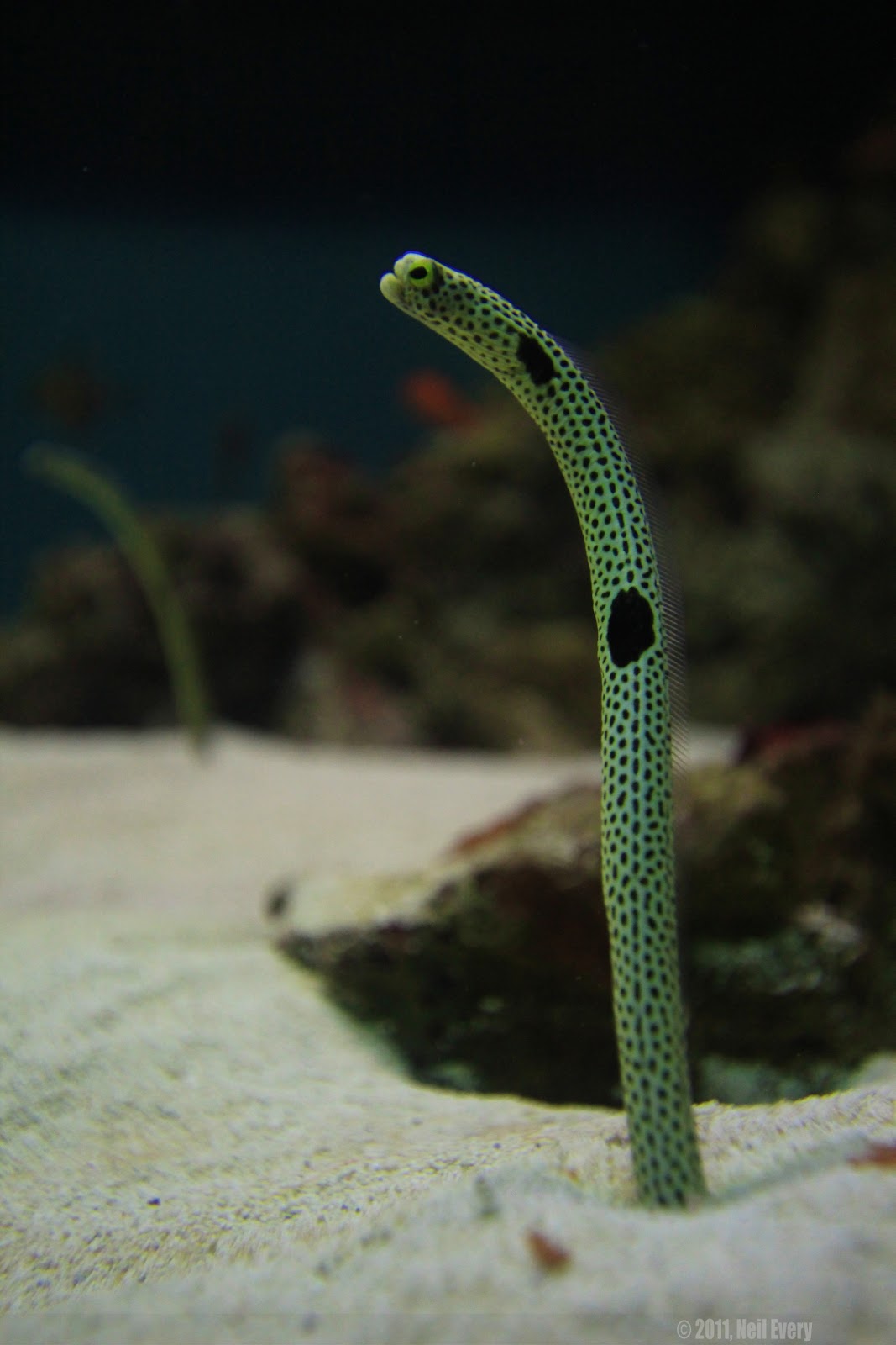 Neil Every: 2011 WEEK 27: Vancouver Aquarium