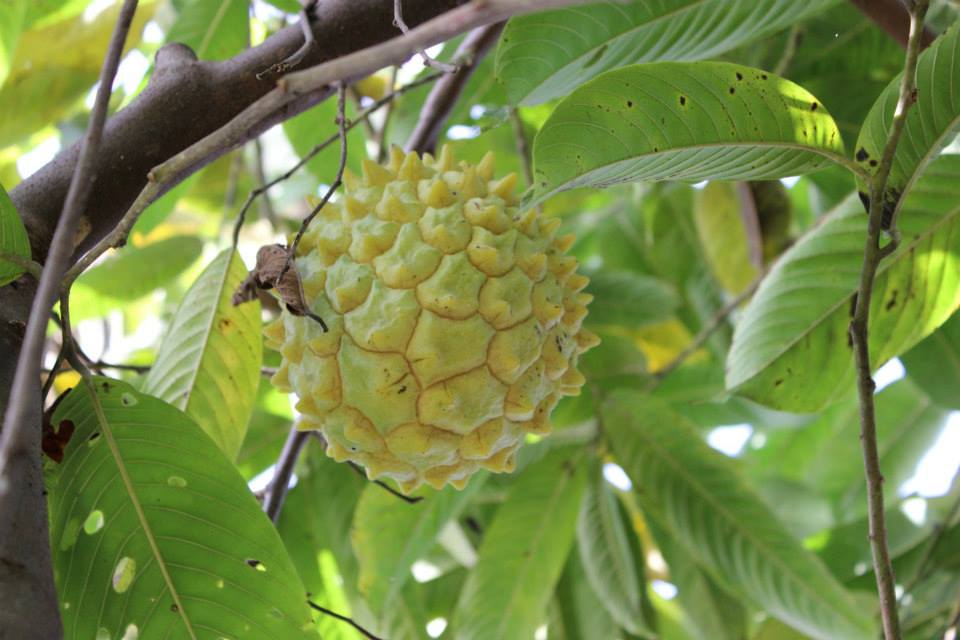 Daleys Fruit Tree Blog: John Picone's Orchard - Perhaps Best Home ...