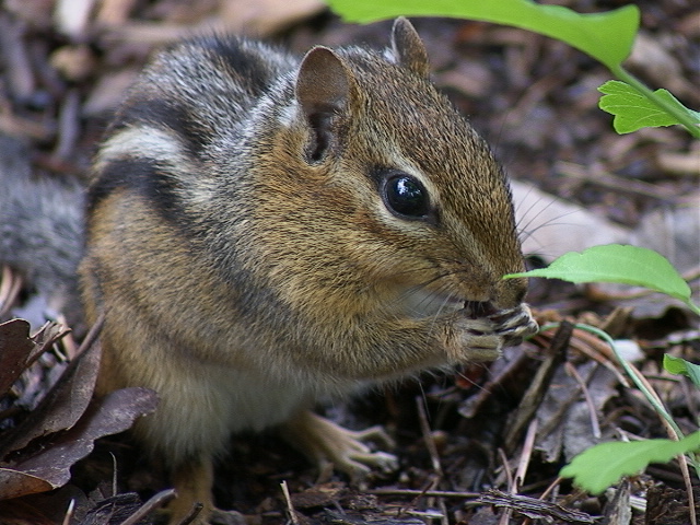 The Beauty Of The Chipmunk