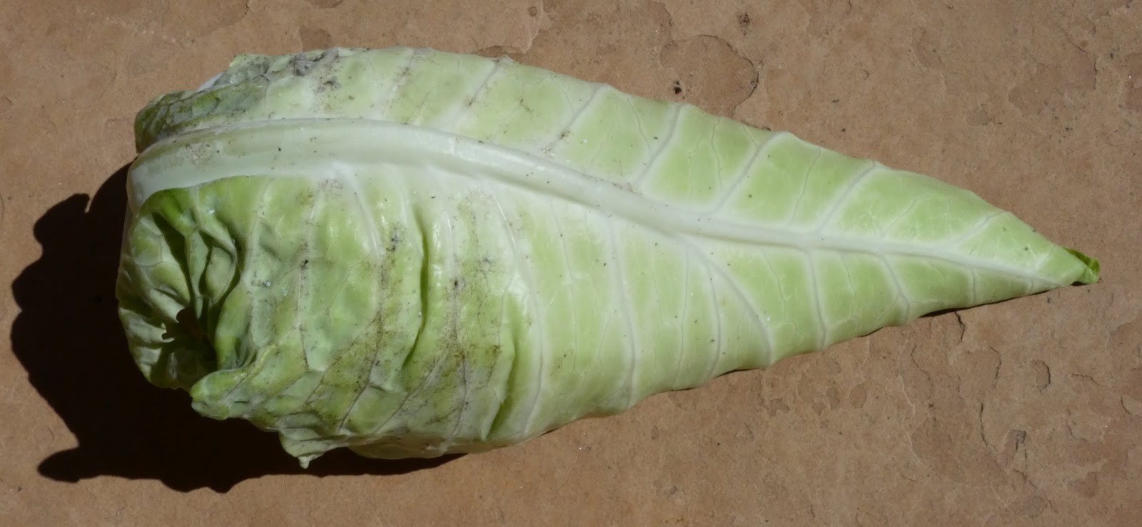 From Seed To Table: Harvest Monday - The Final Edition