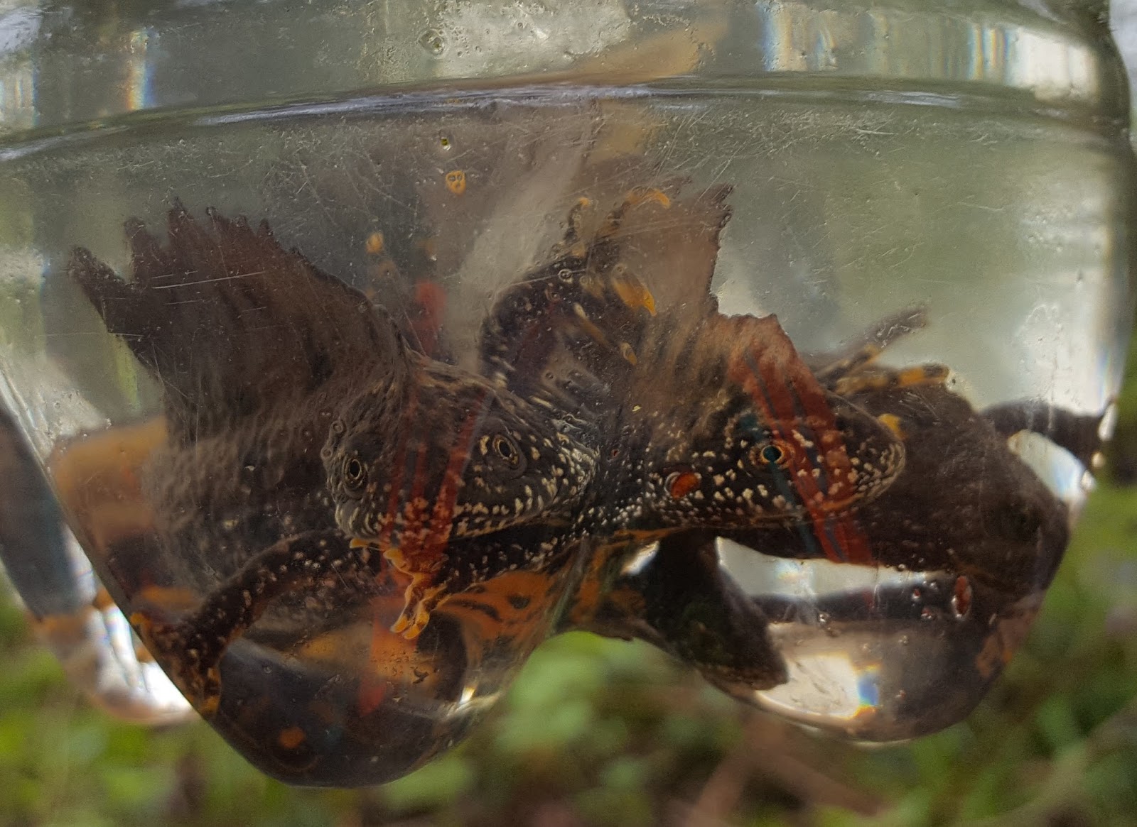 A Field Notebook: A newting we will go! Live update!