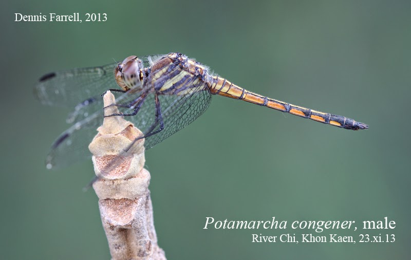 Dragonflies & damselflies of Thailand: 84. Potomarcha congener (Rambur ...