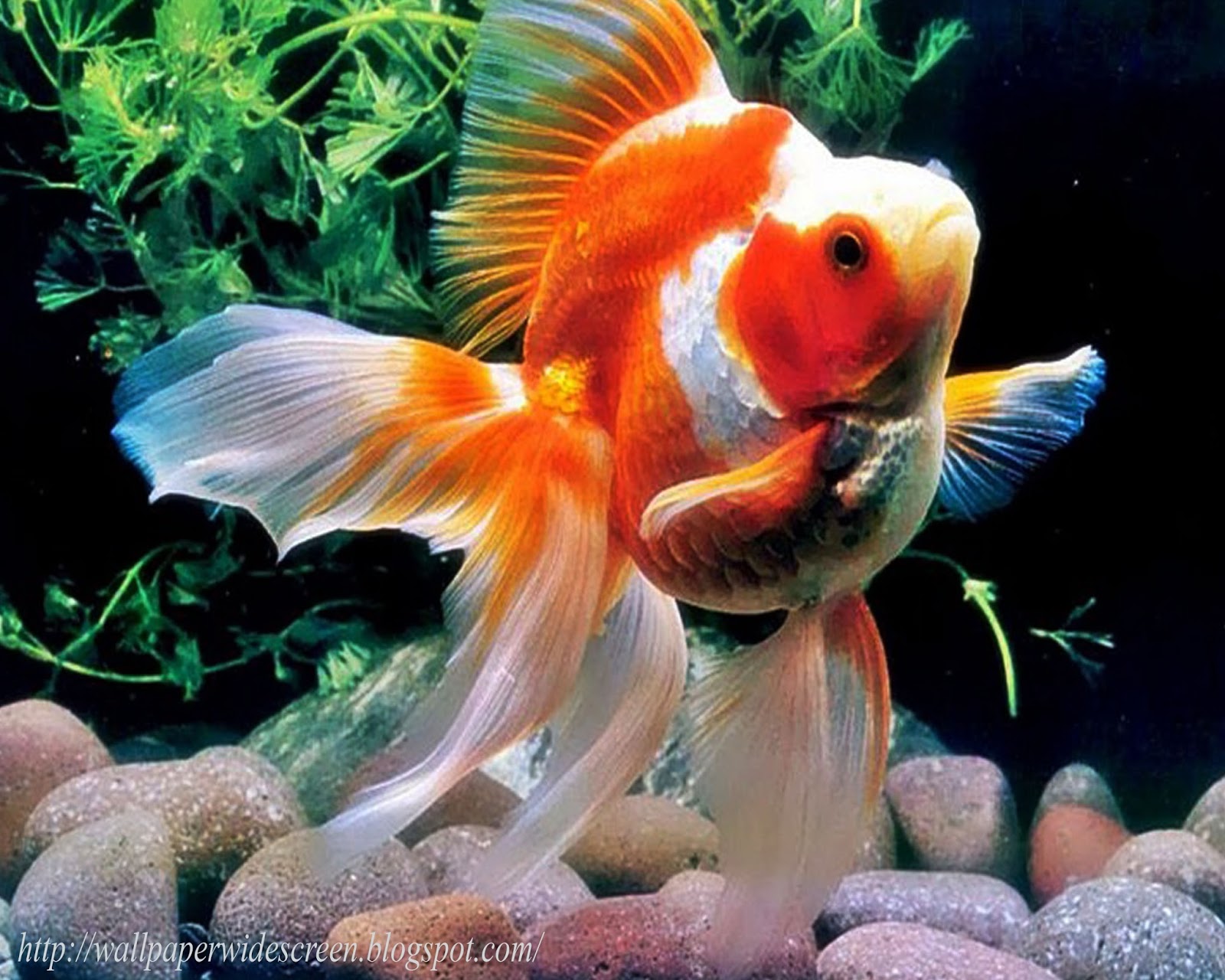 Goldfish Desktop Wallpaper Widescreen - Gallery of Wallpaper